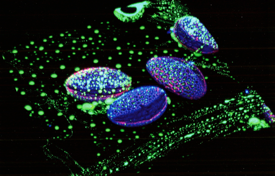 biological-imaging – SVA Bio Art Lab