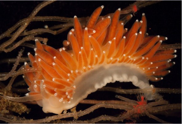 the acuatic – SVA Bio Art Lab